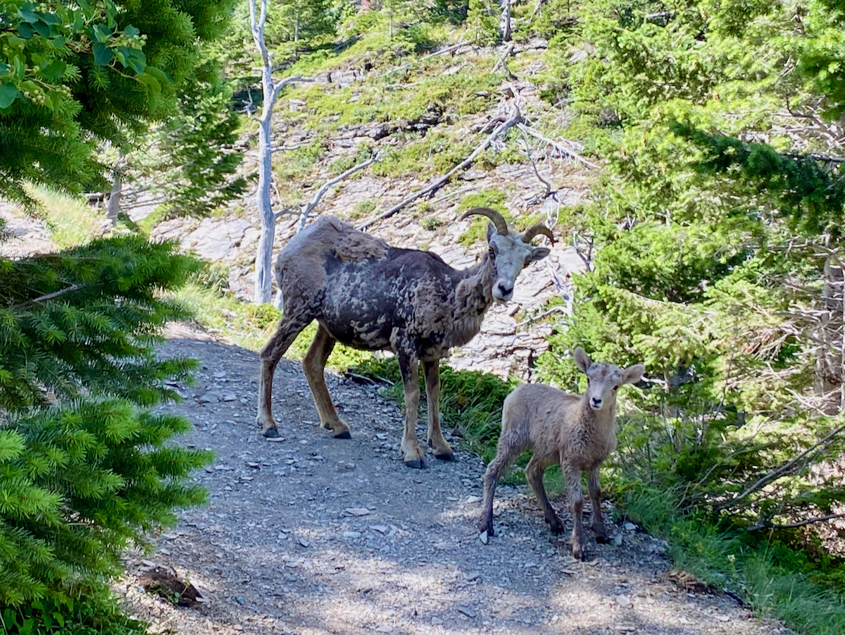 Weekly RunDown: July 6 - 12 / A Week of Seeing Grizzlies, Moose ...